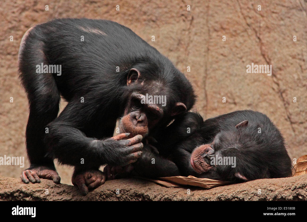 Couple of monkeys hi-res stock photography and images - Alamy