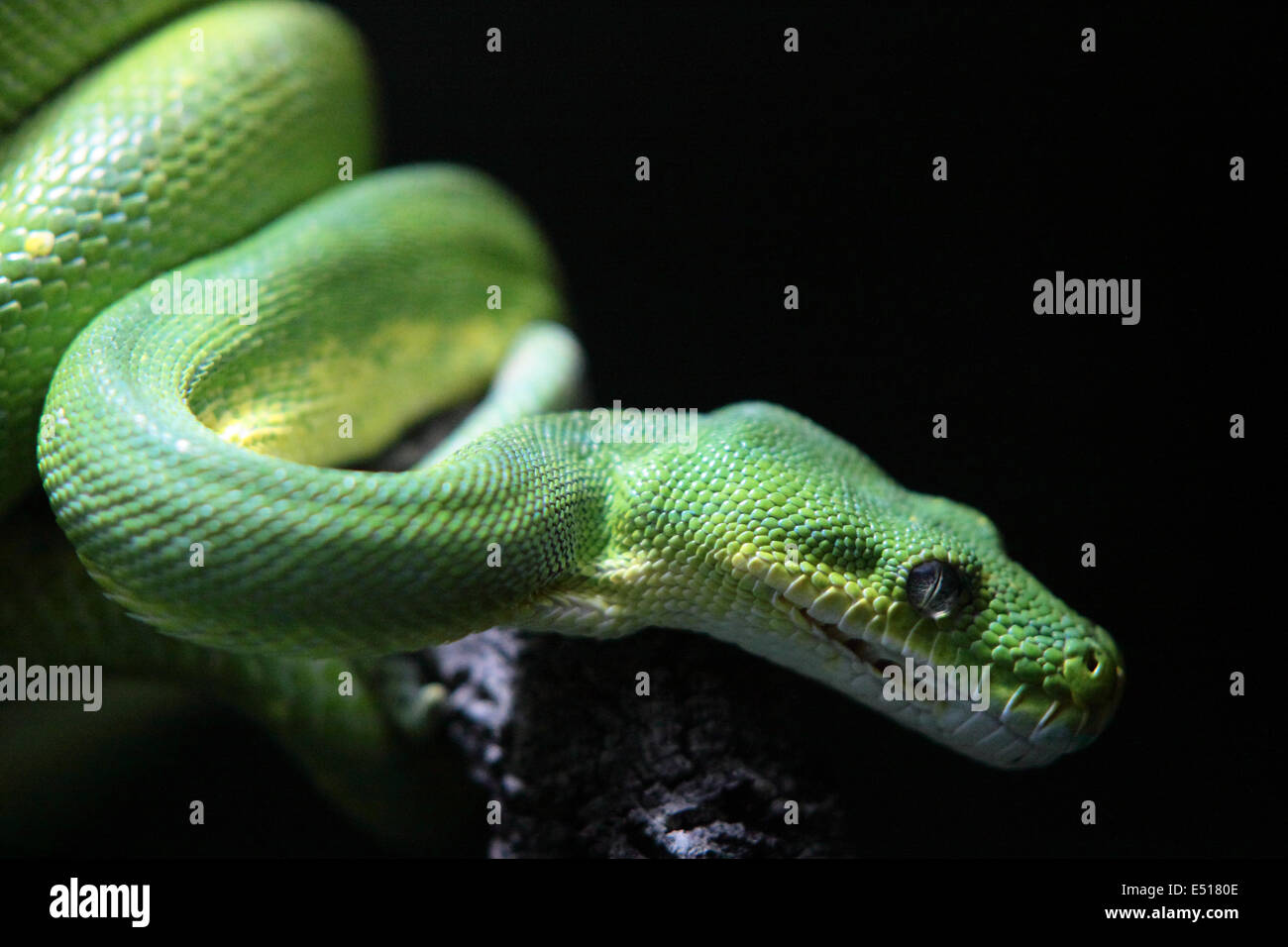 Green snake hi-res stock photography and images - Alamy