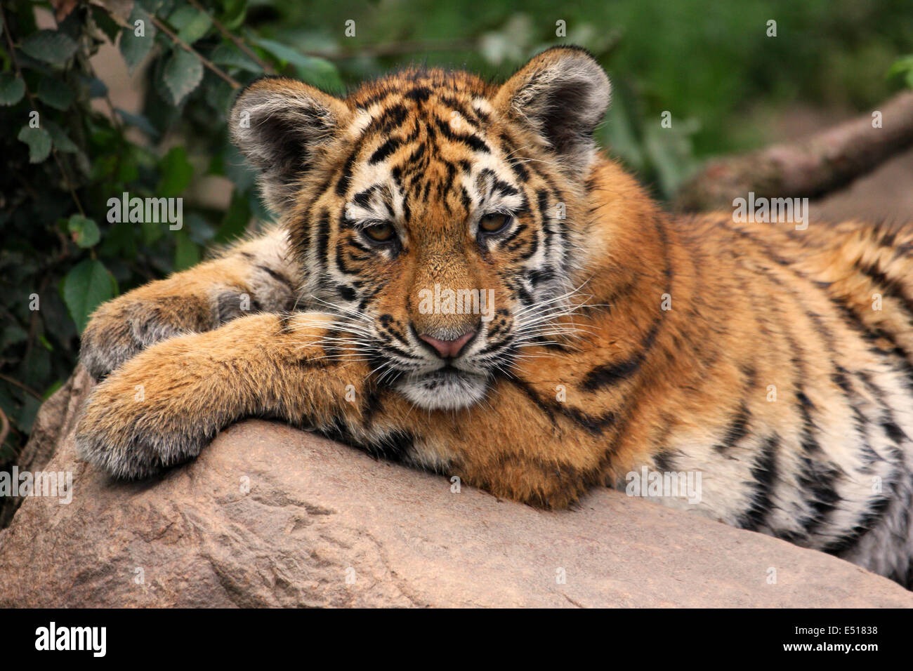 Babytiger hi-res stock photography and images - Alamy