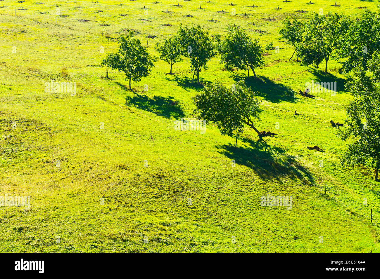 Alpine glade hi-res stock photography and images - Alamy