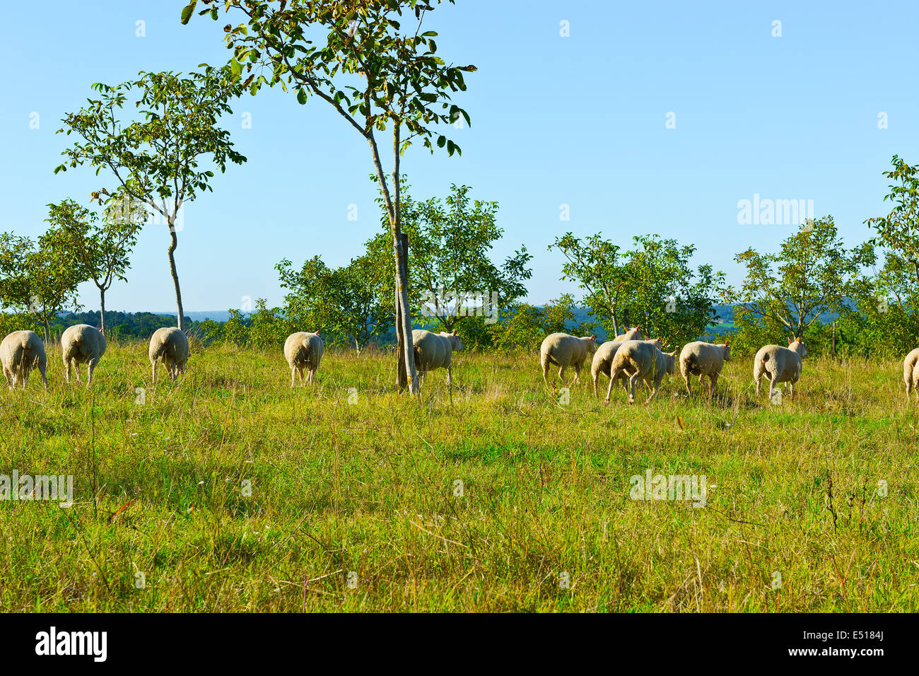 French breed of sheep hi-res stock photography and images - Alamy