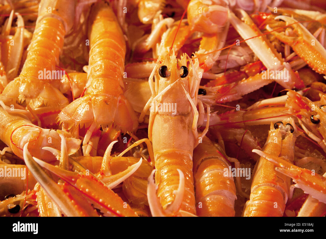 Dead crabs hi-res stock photography and images - Alamy