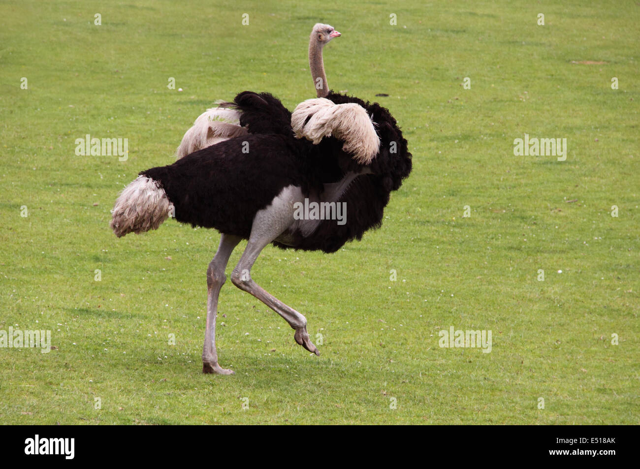 Ostrich Running Speed