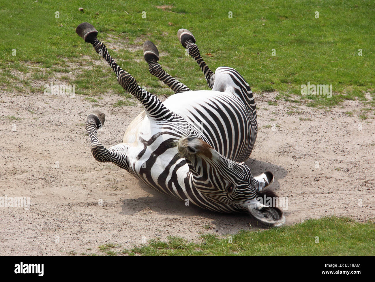 Zebra playing hi-res stock photography and images - Alamy