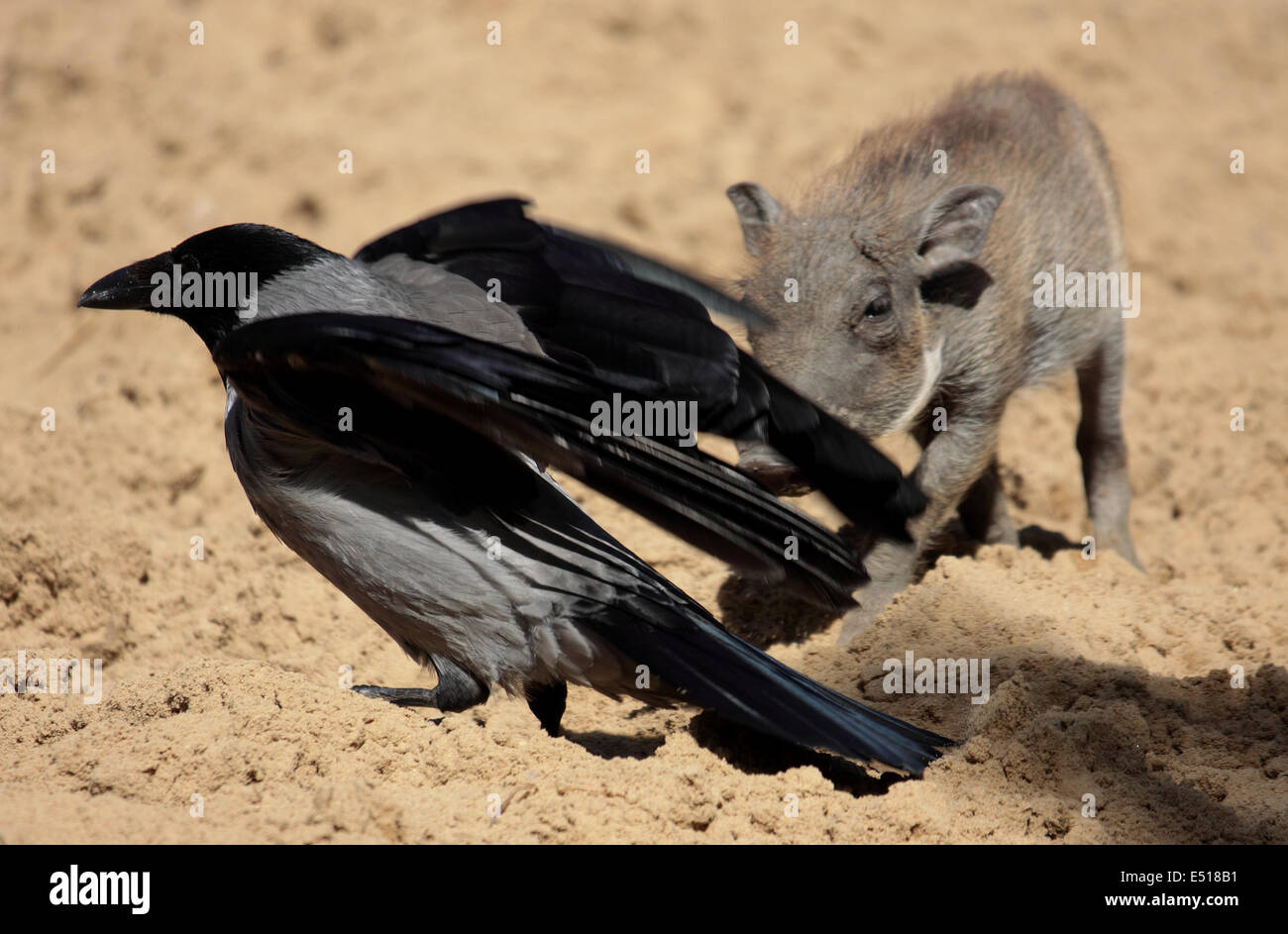 little pig with a bird Stock Photo - Alamy