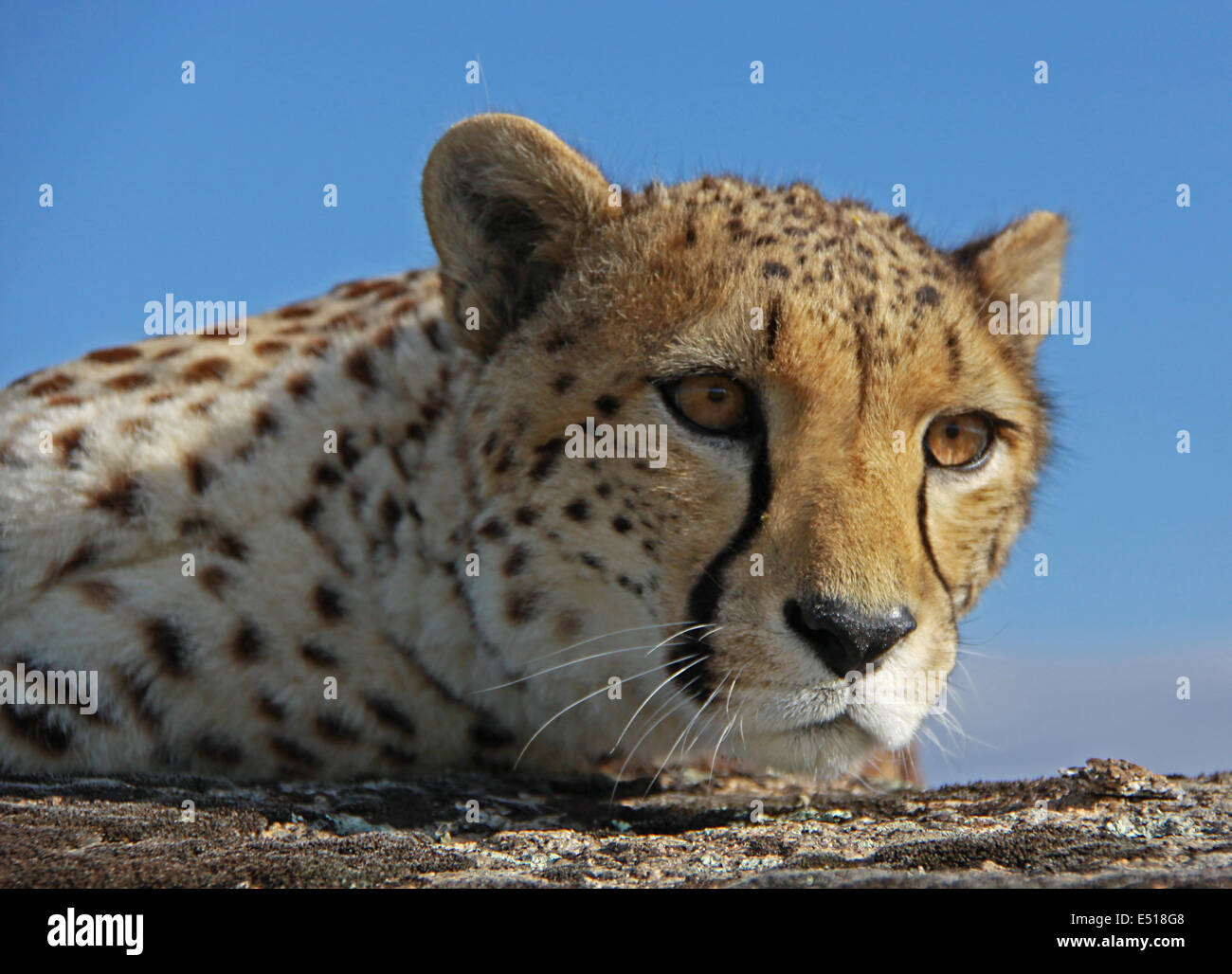 Portrait ofa cheetha Stock Photo - Alamy