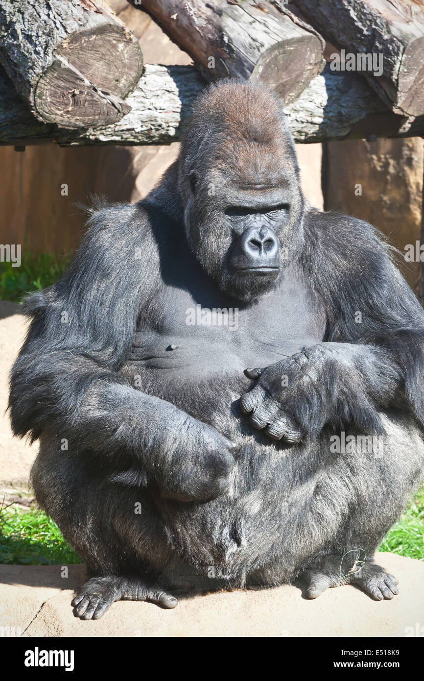 Gorilla power hi-res stock photography and images - Alamy