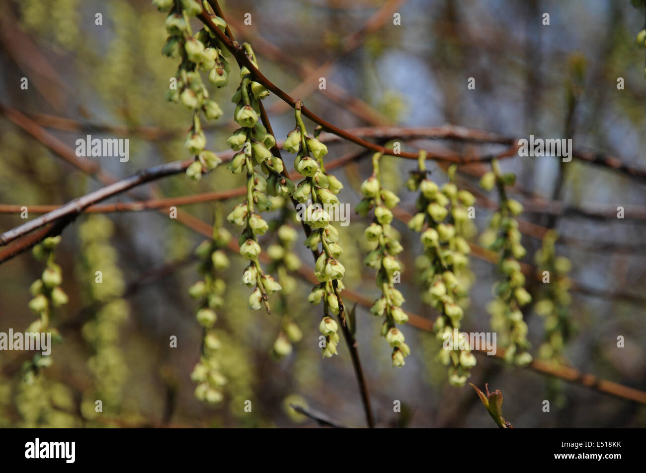 Stachyurus chinensis hi-res stock photography and images - Alamy