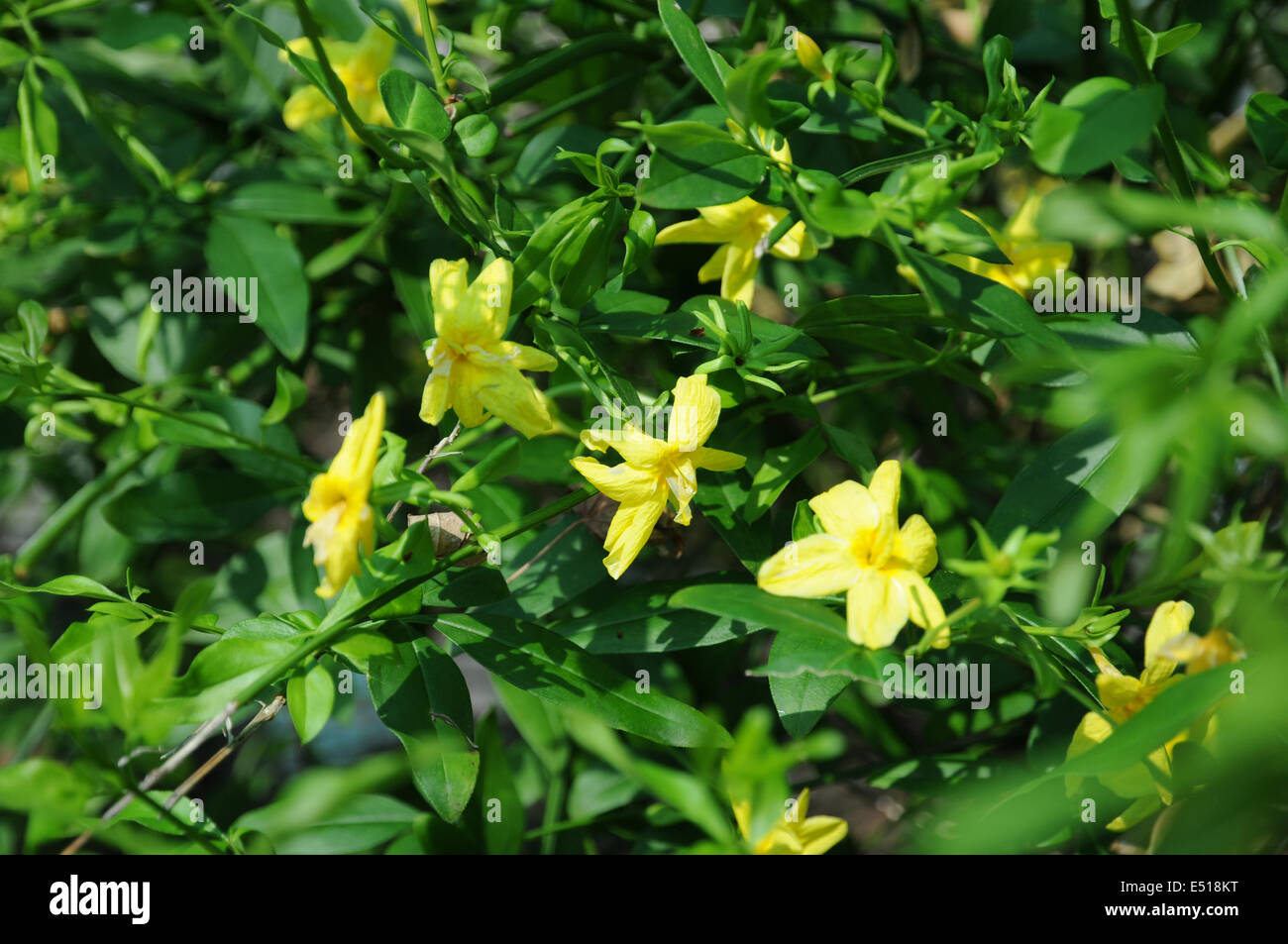 Chinese primrose hi-res stock photography and images - Alamy