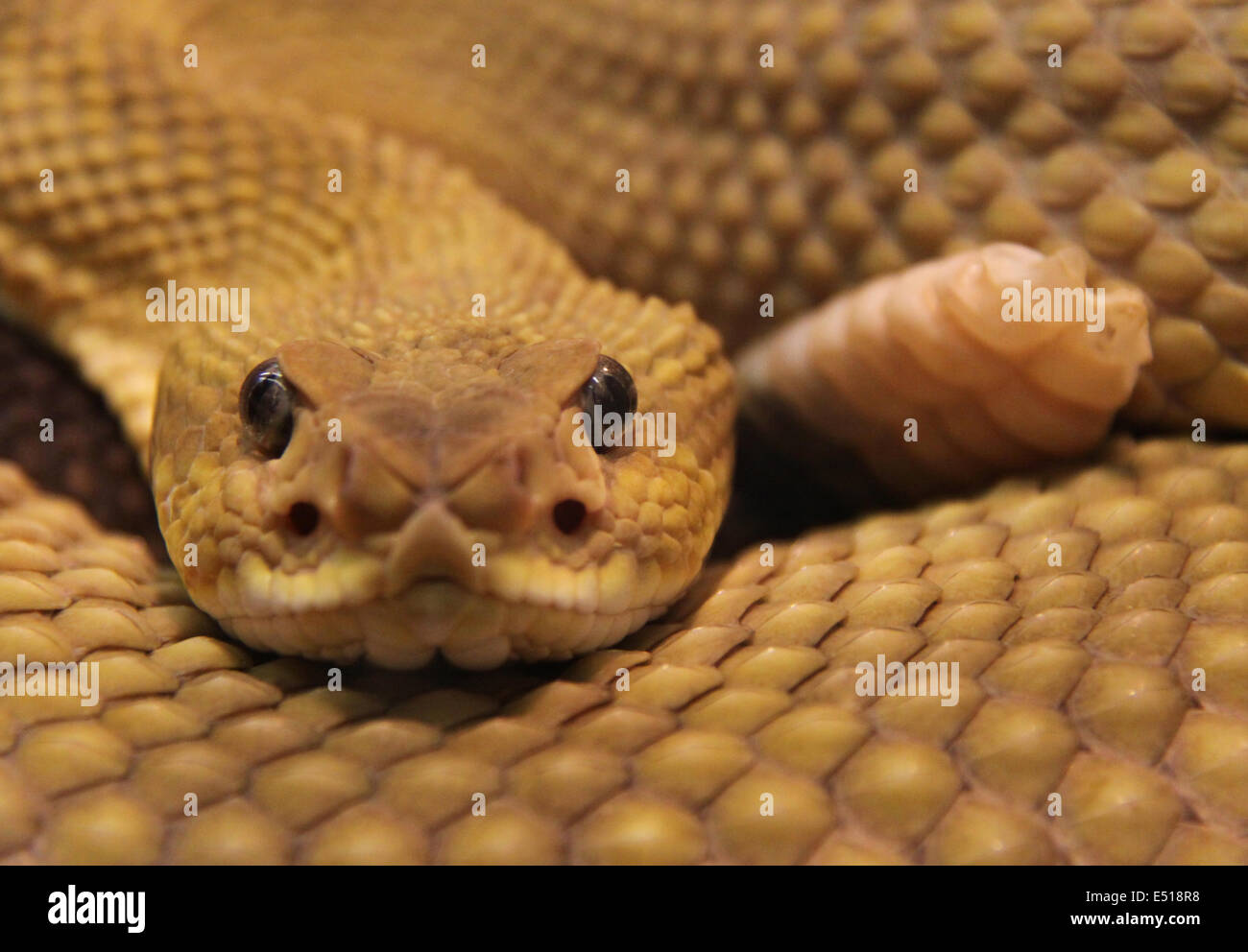 light brown snake Stock Photo - Alamy
