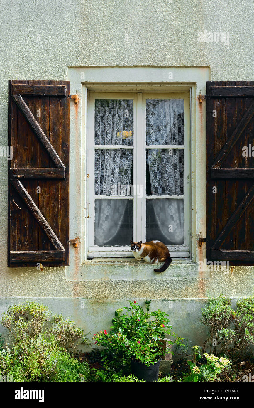 Cat on the Window Stock Photo - Alamy