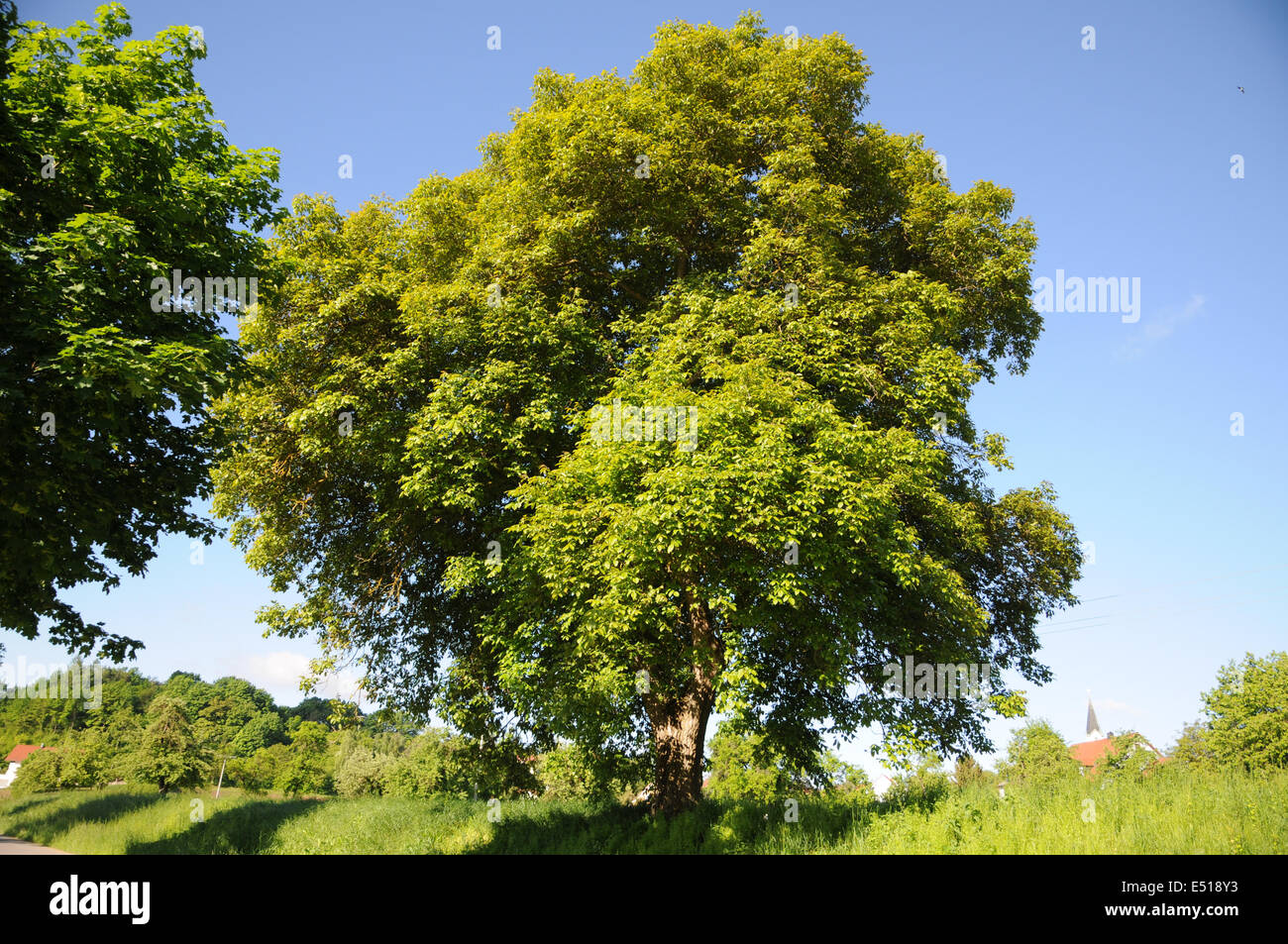 Nussbaum nut tree hi-res stock photography and images - Alamy