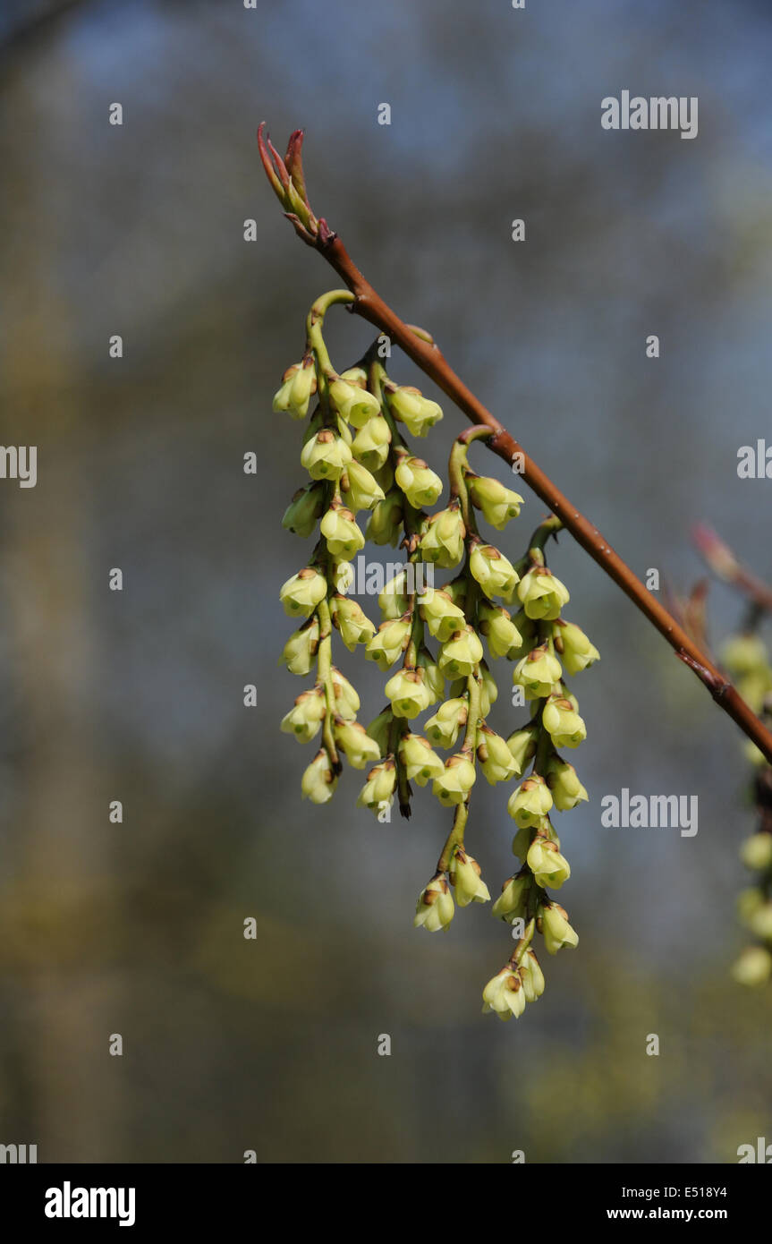 Stachyurus chinensis hi-res stock photography and images - Alamy
