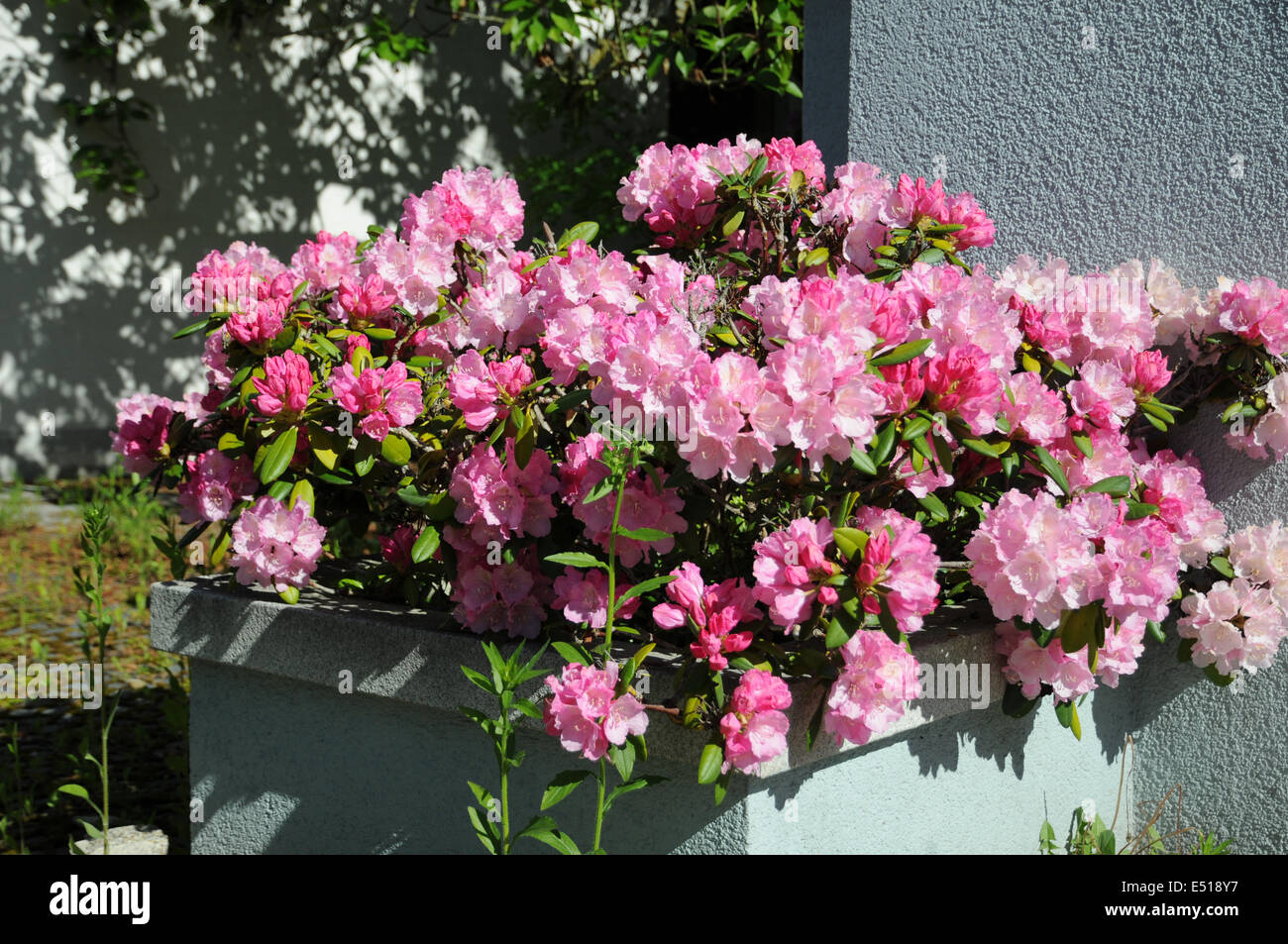 Azaleas container hi-res stock photography and images - Alamy