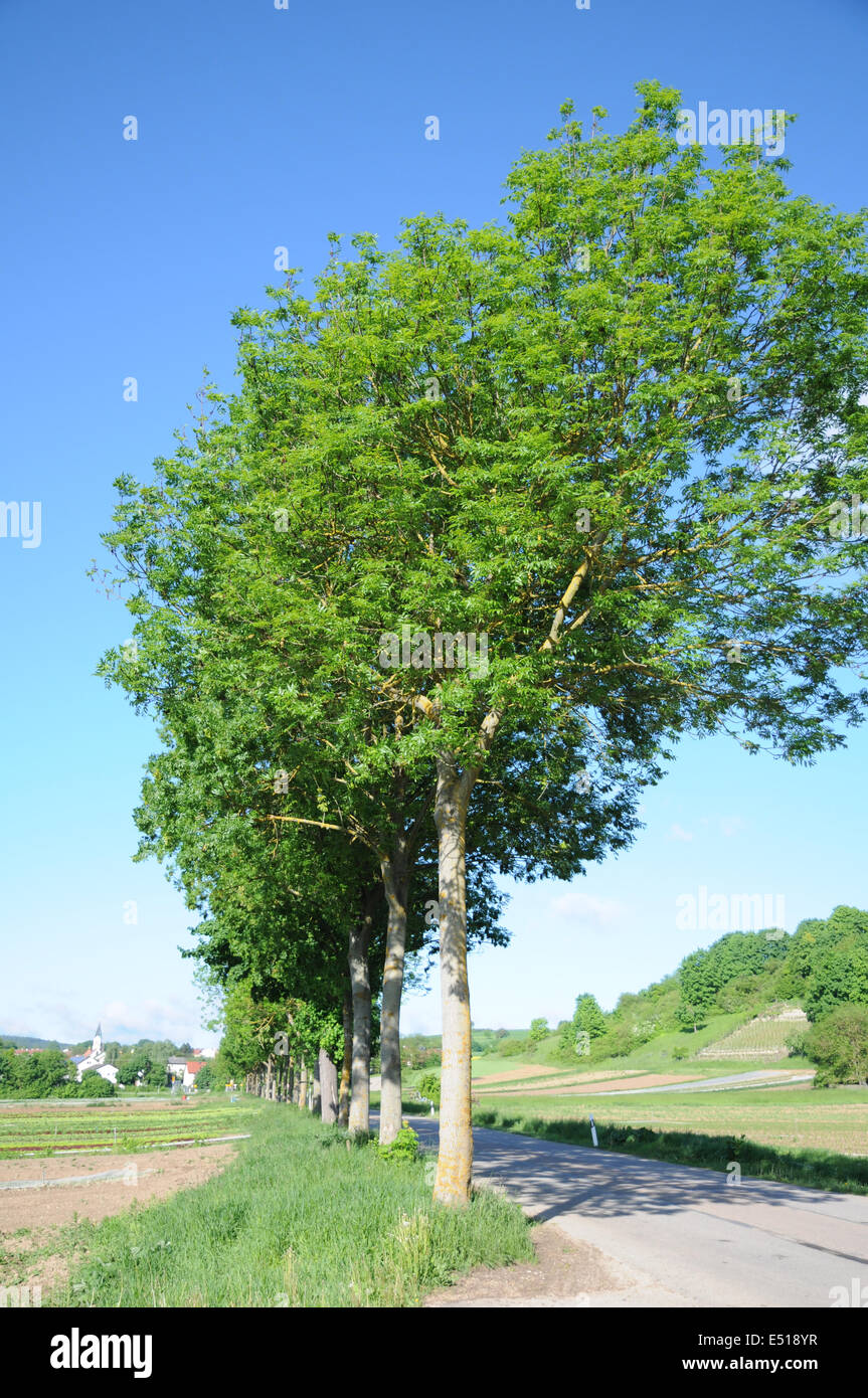 Ash trees hi-res stock photography and images - Alamy