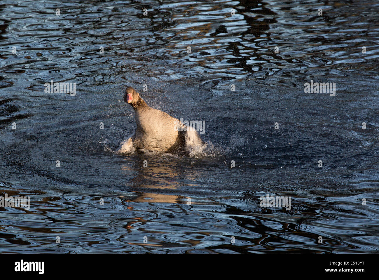 Bathing duck hi-res stock photography and images - Alamy