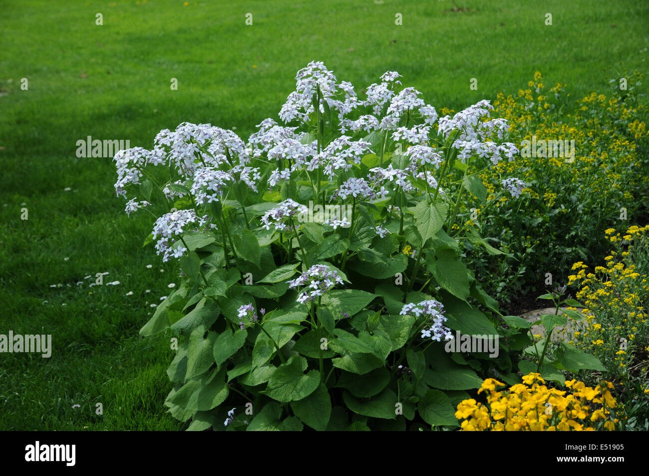 Annual hone hi-res stock photography and images - Alamy