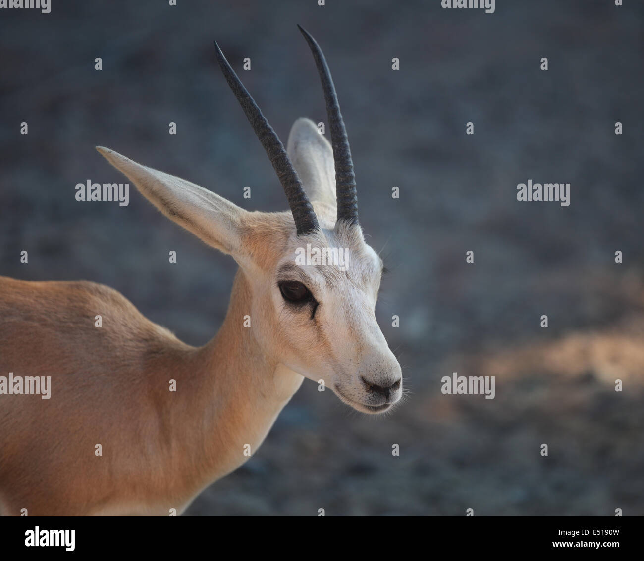 Gazelle run hi-res stock photography and images - Alamy