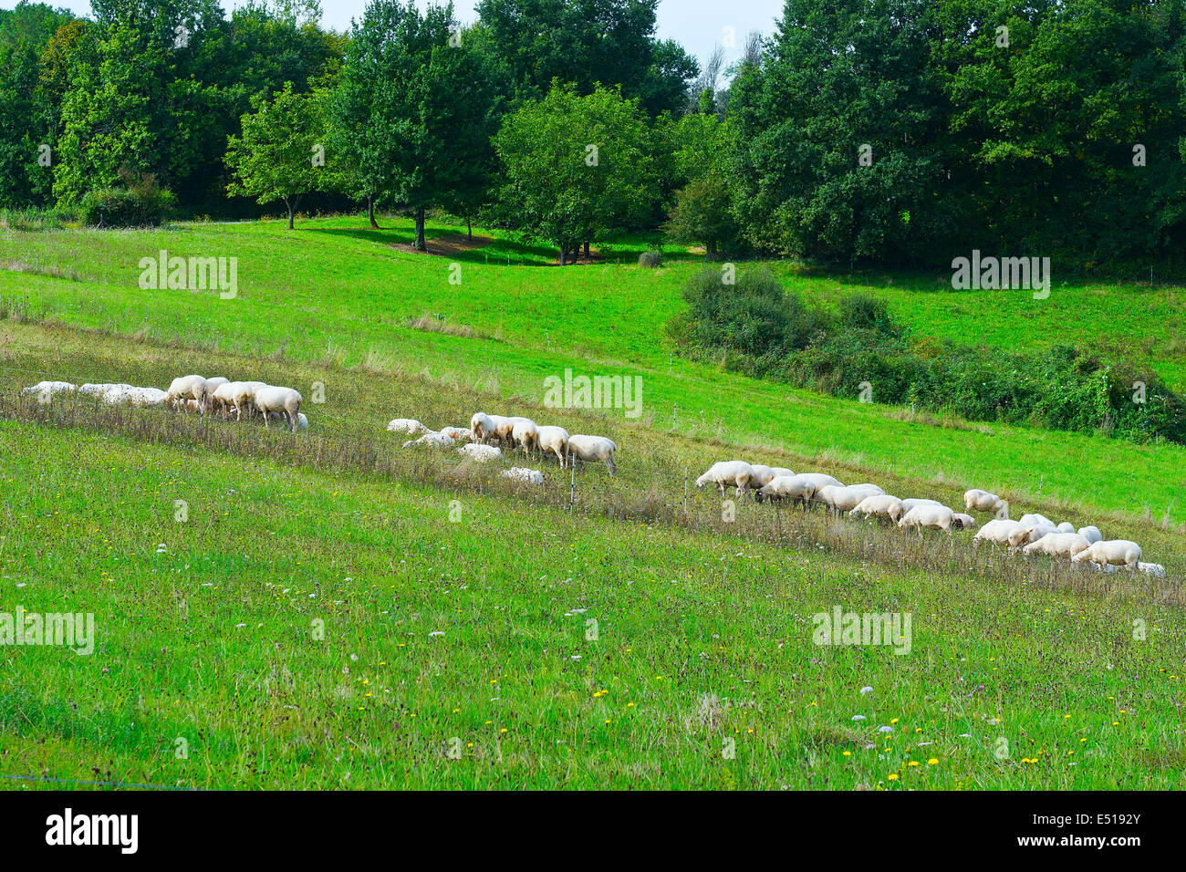 French breed of sheep hi-res stock photography and images - Alamy