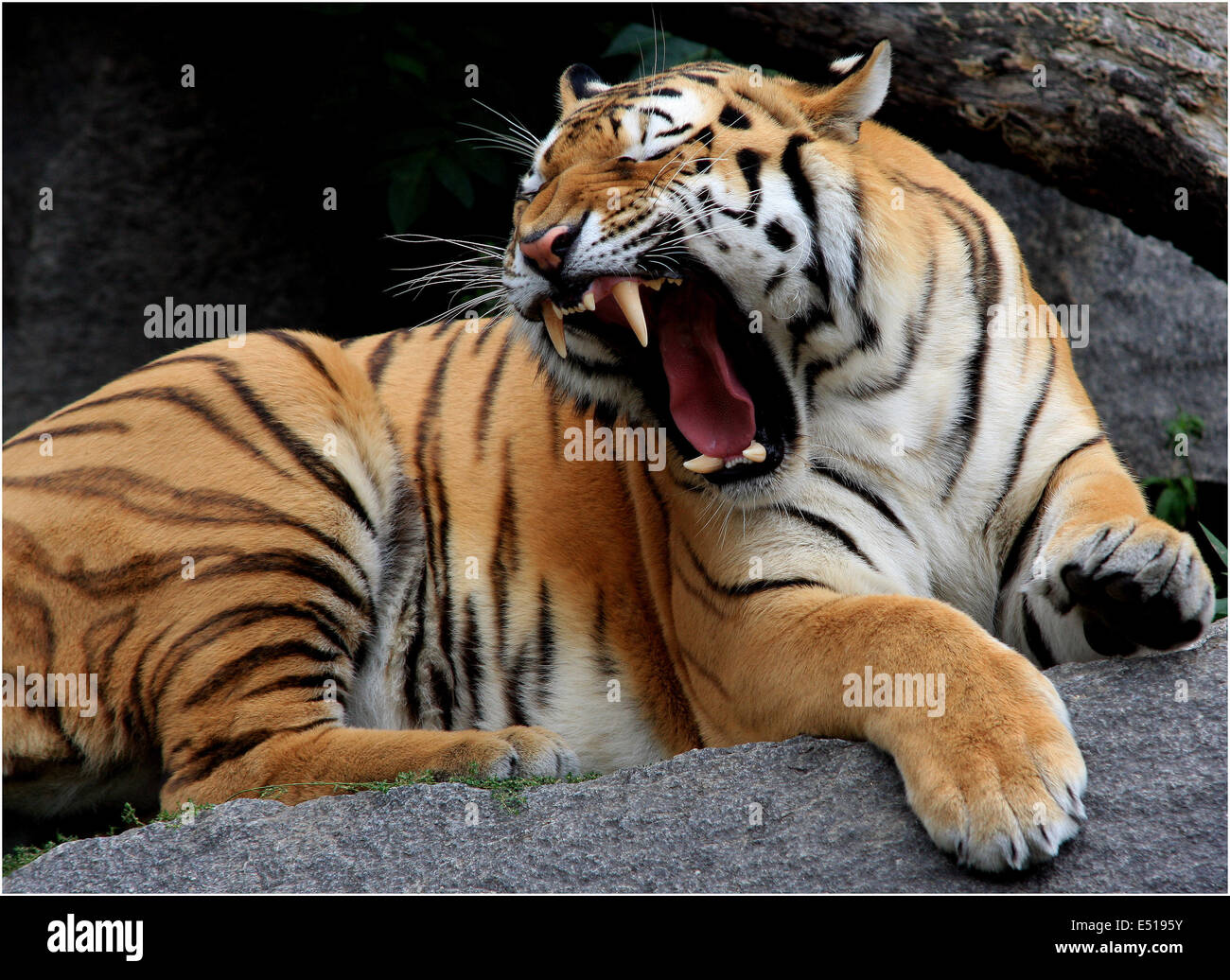 Tiger raubkatze hi-res stock photography and images - Alamy
