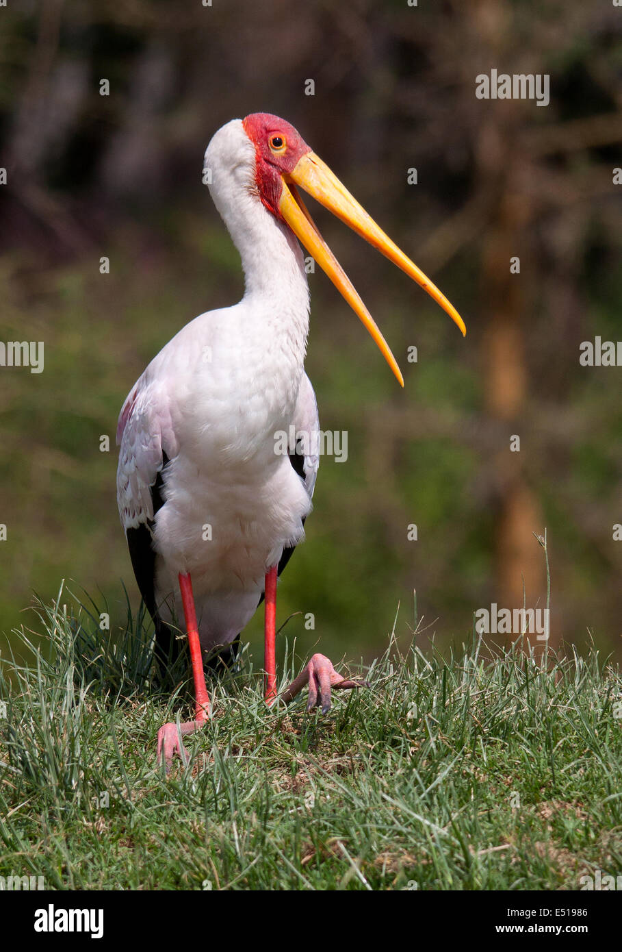 African bird hi-res stock photography and images - Alamy