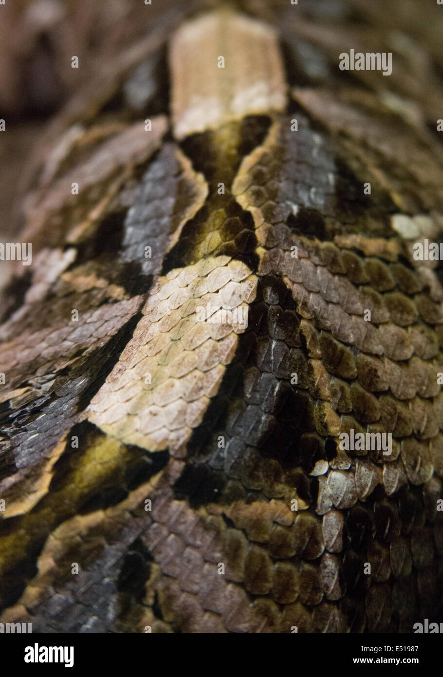 pattern of a sanke Stock Photo - Alamy