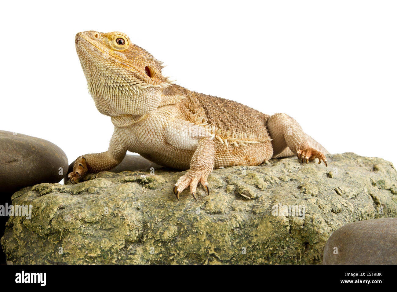 Frilled dragon hi-res stock photography and images - Alamy