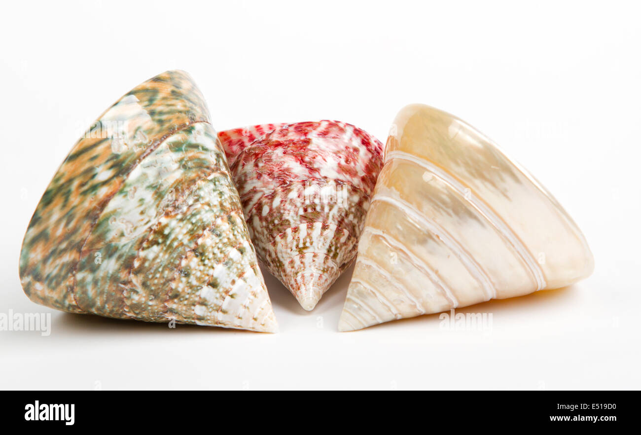colorful sea shells isolated Stock Photo - Alamy