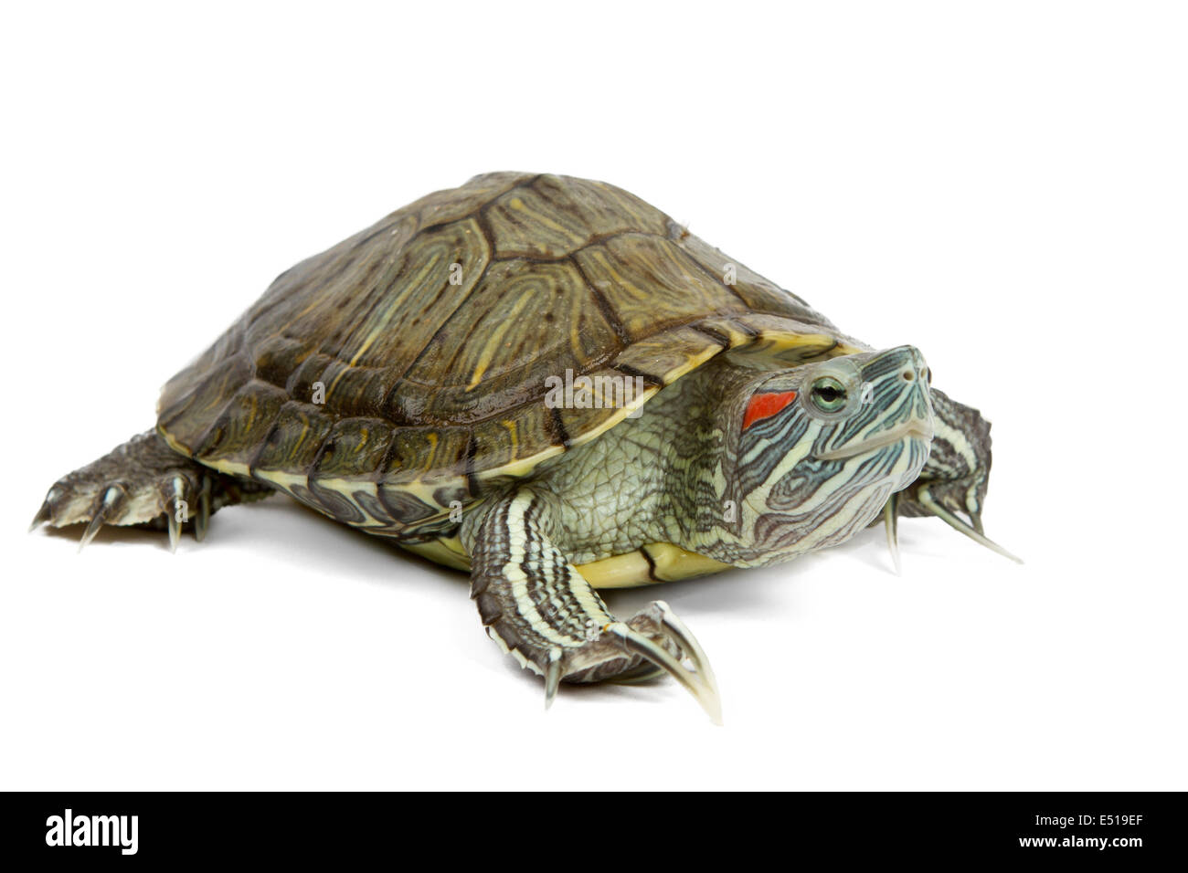 Native reptiles Cut Out Stock Images & Pictures - Alamy