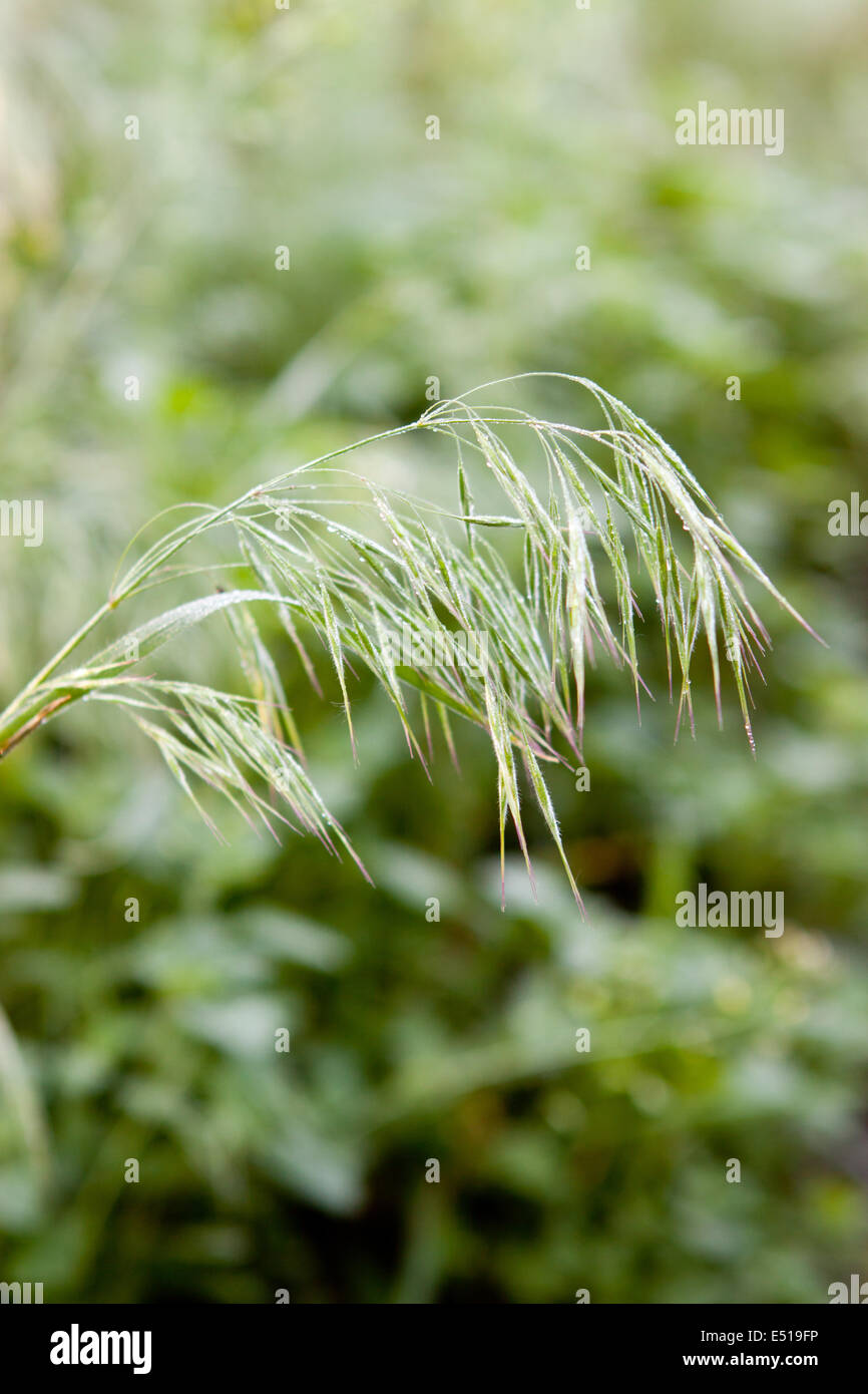 Wide grass blades hi-res stock photography and images - Alamy