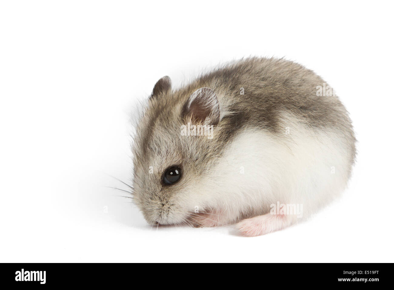 Standing hamster Cut Out Stock Images & Pictures - Alamy