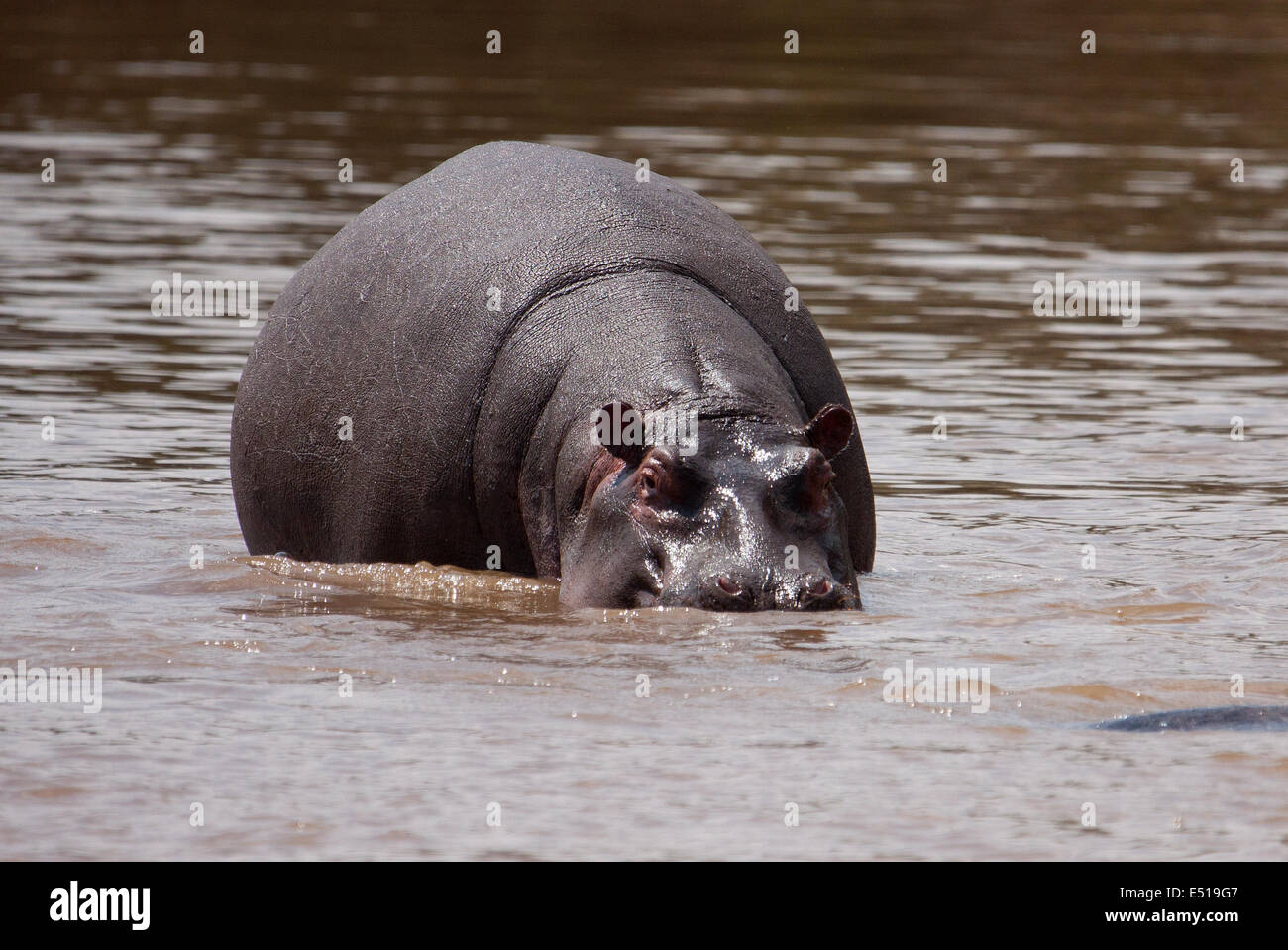 Namibia hippo hi-res stock photography and images - Alamy