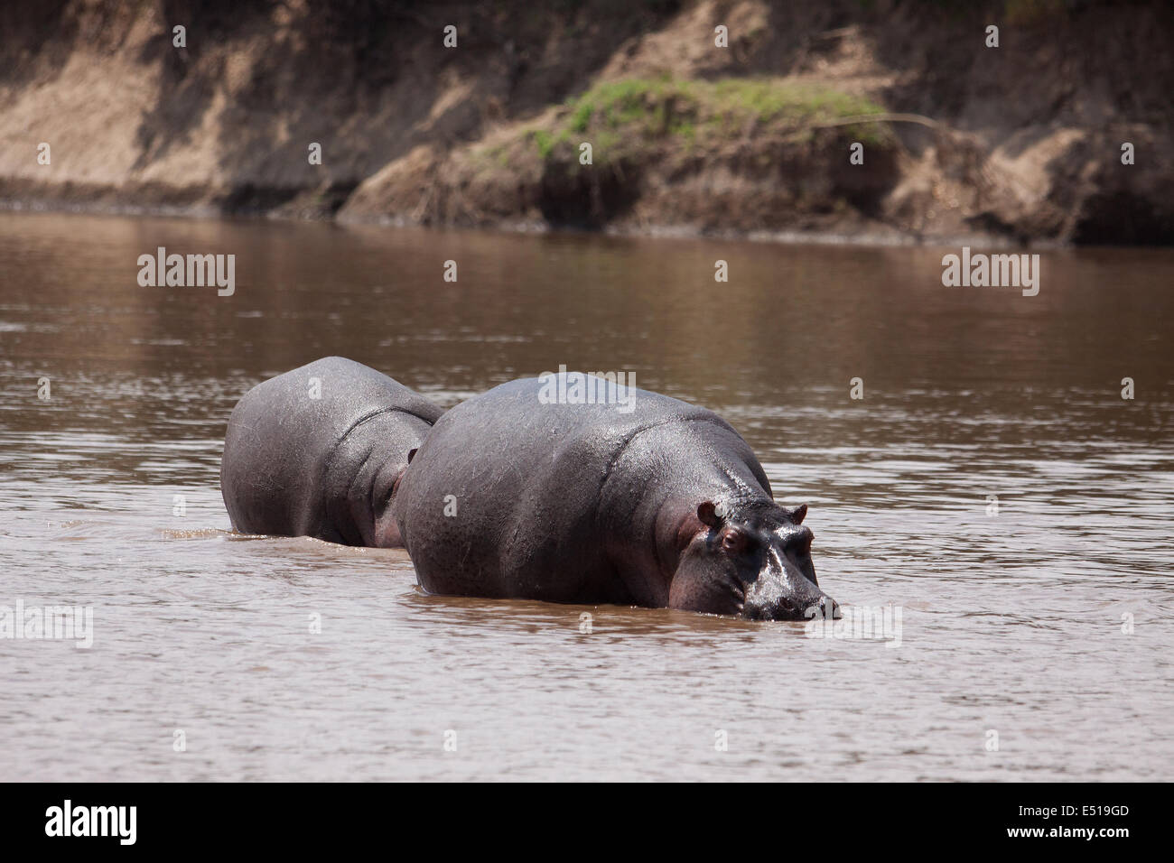 Two hippos hi-res stock photography and images - Alamy