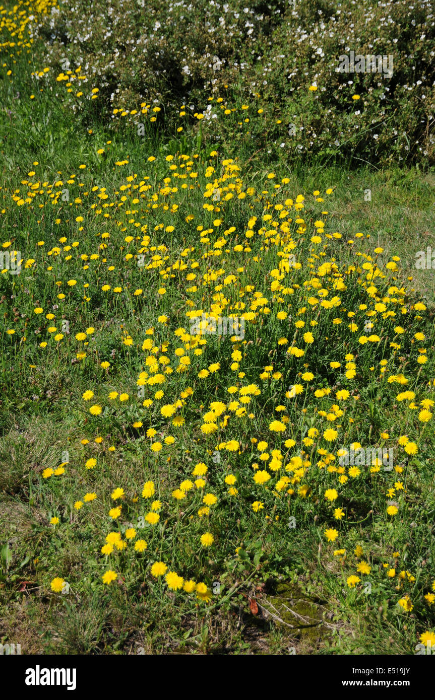 Rough hawkbit hi-res stock photography and images - Alamy