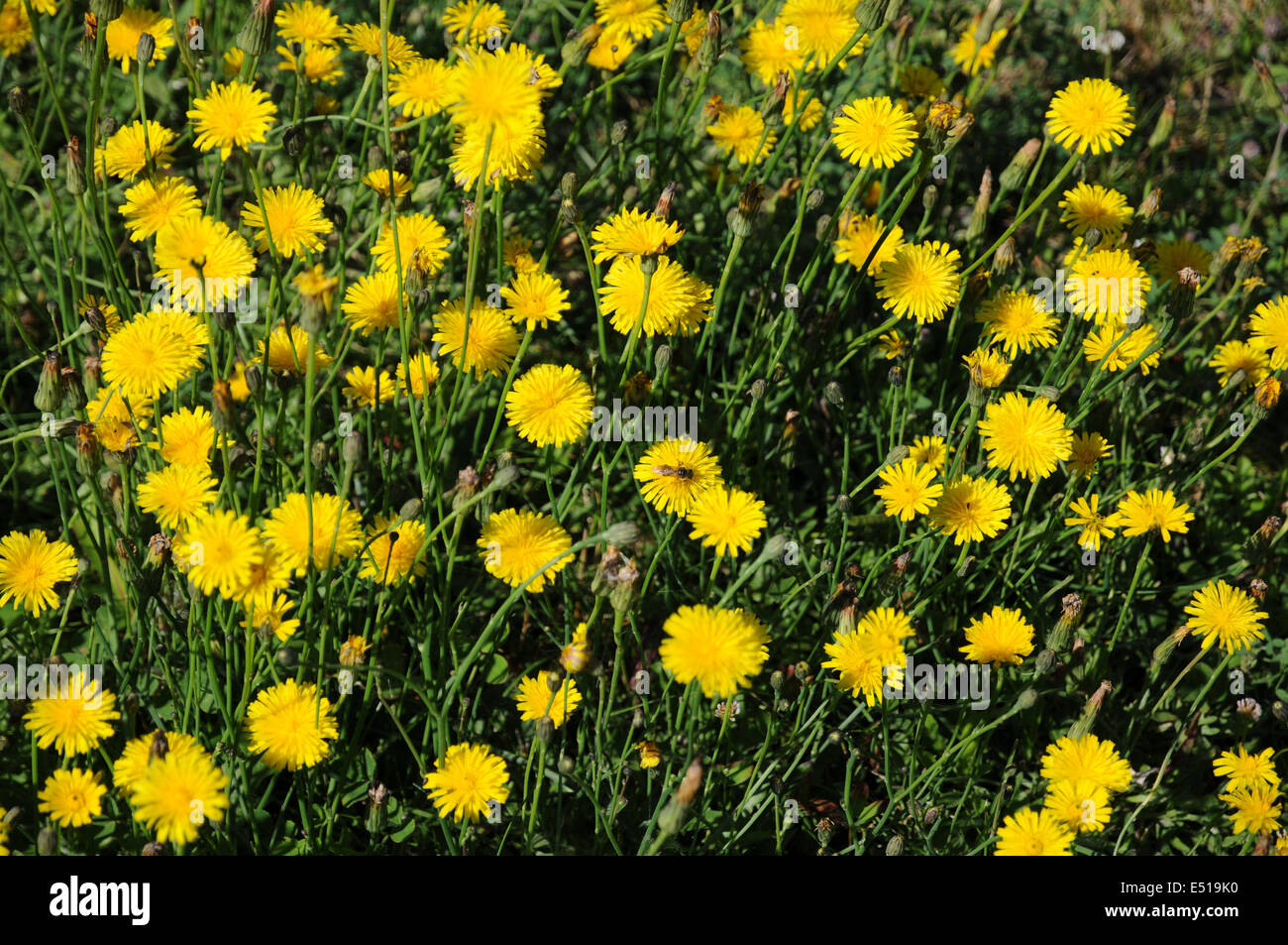 Hawkbits hi-res stock photography and images - Alamy