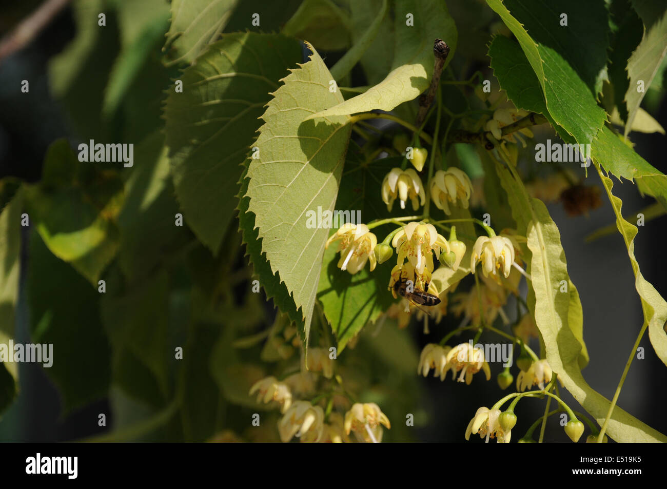Flowers of tilia americana hi-res stock photography and images - Alamy