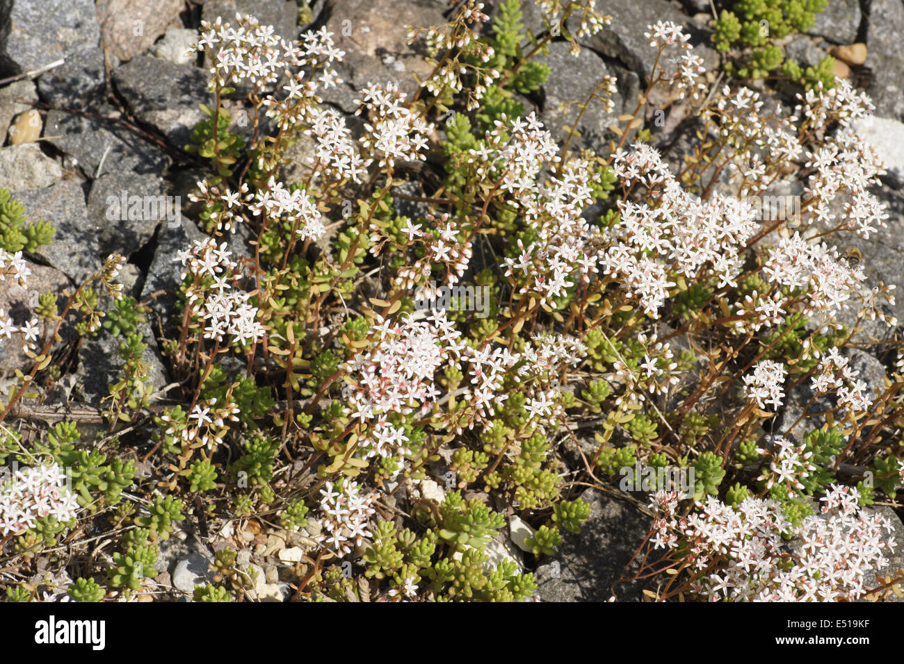 White stonecrops sedum album hi-res stock photography and images - Alamy