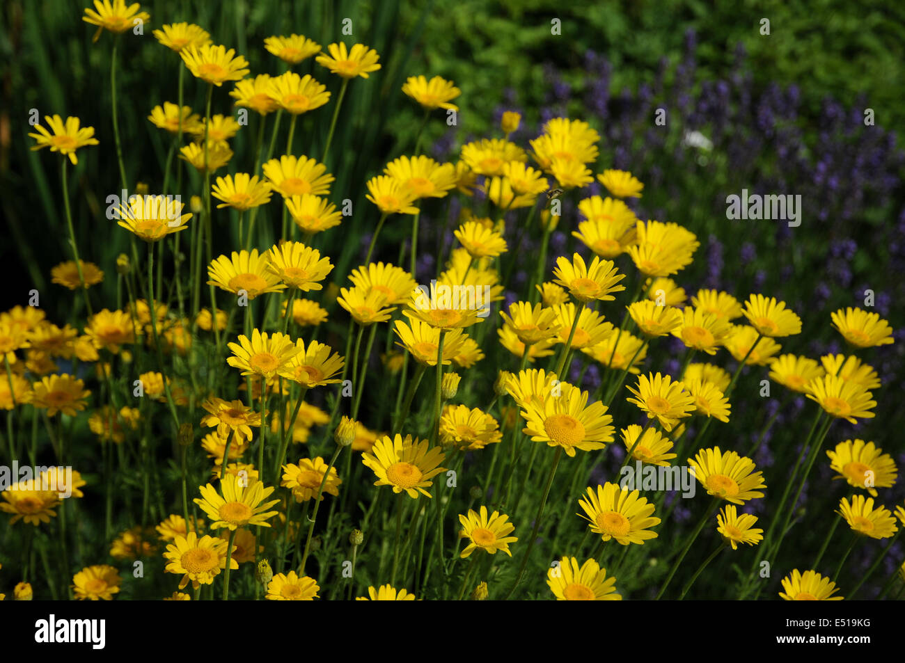 Chamomile yellow hi-res stock photography and images - Alamy