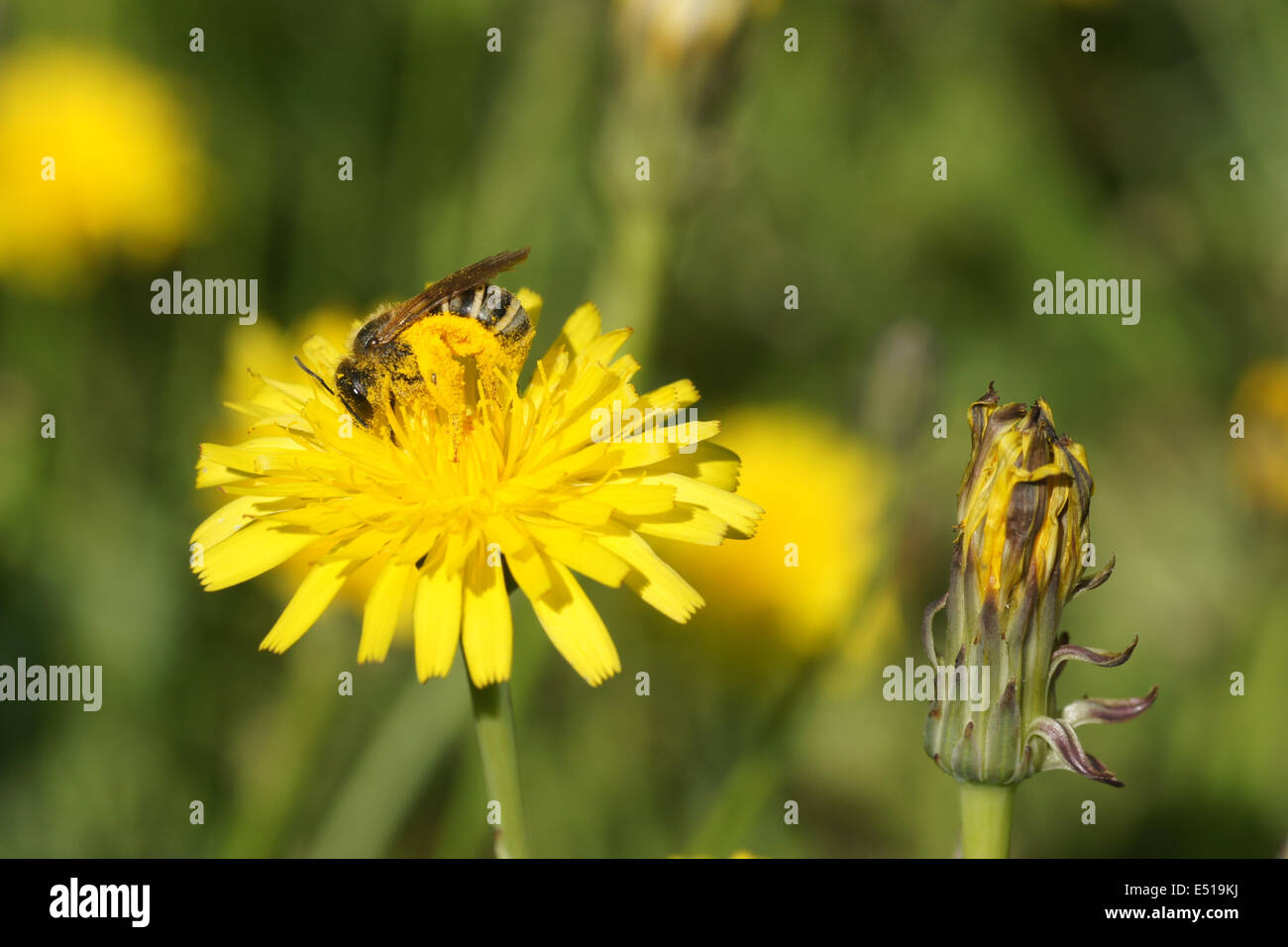 Hawkbits hi-res stock photography and images - Alamy