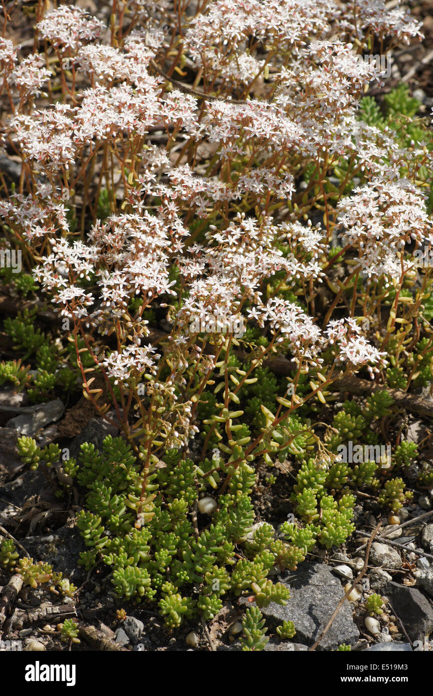 White stonecrops sedum album hi-res stock photography and images - Alamy