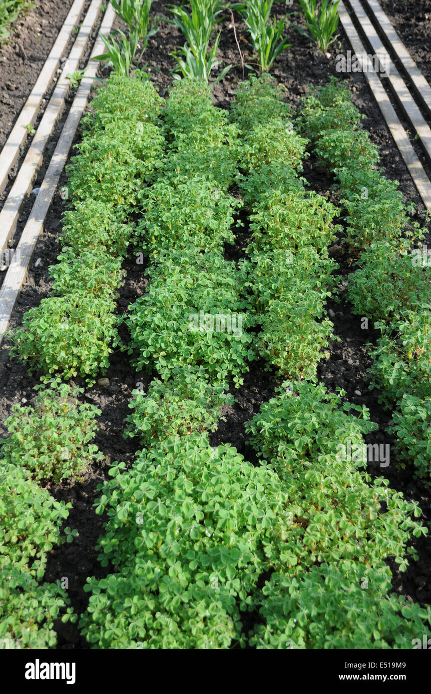 Oca plant hi-res stock photography and images - Alamy