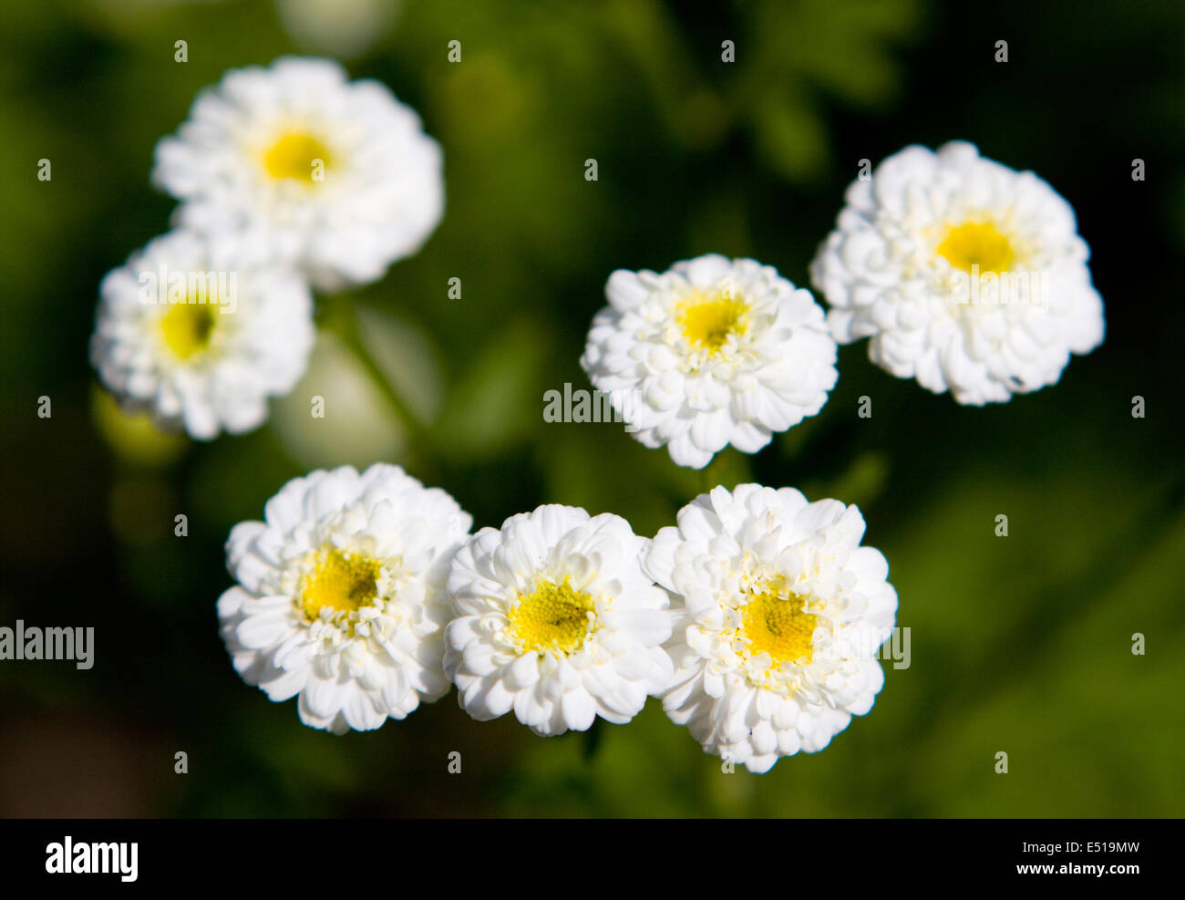 Field of daisy flowers Stock Photo - Alamy