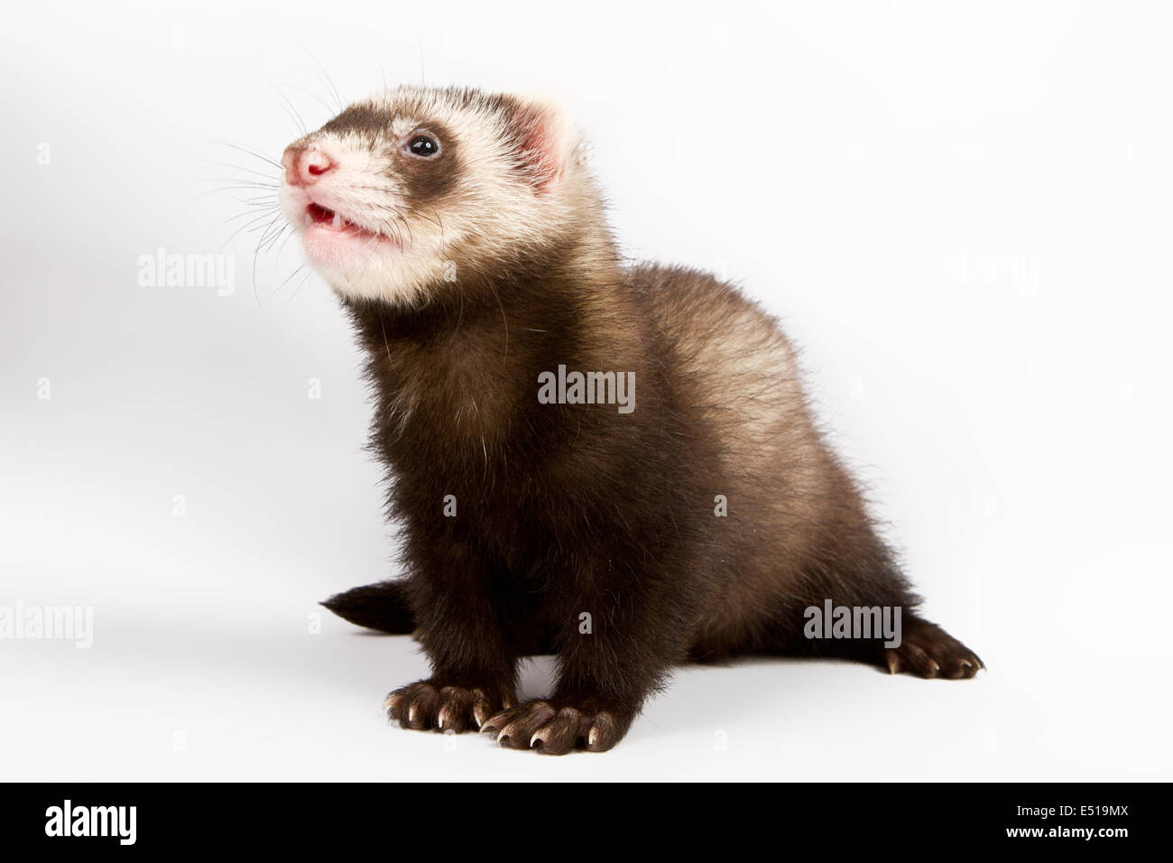 Ferret sitting and looking away Stock Photo - Alamy