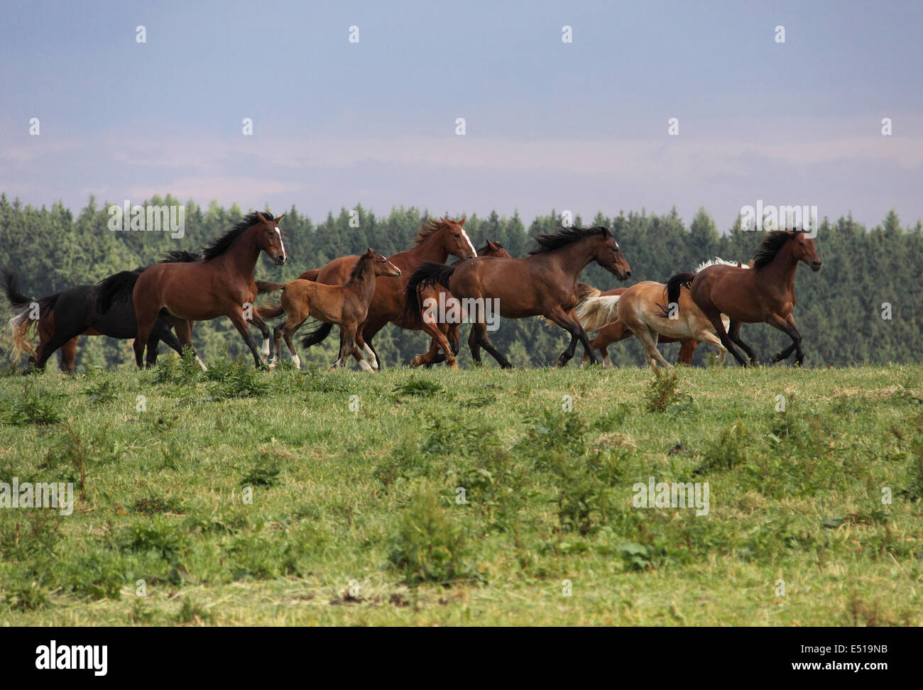 Running horses hi-res stock photography and images - Alamy