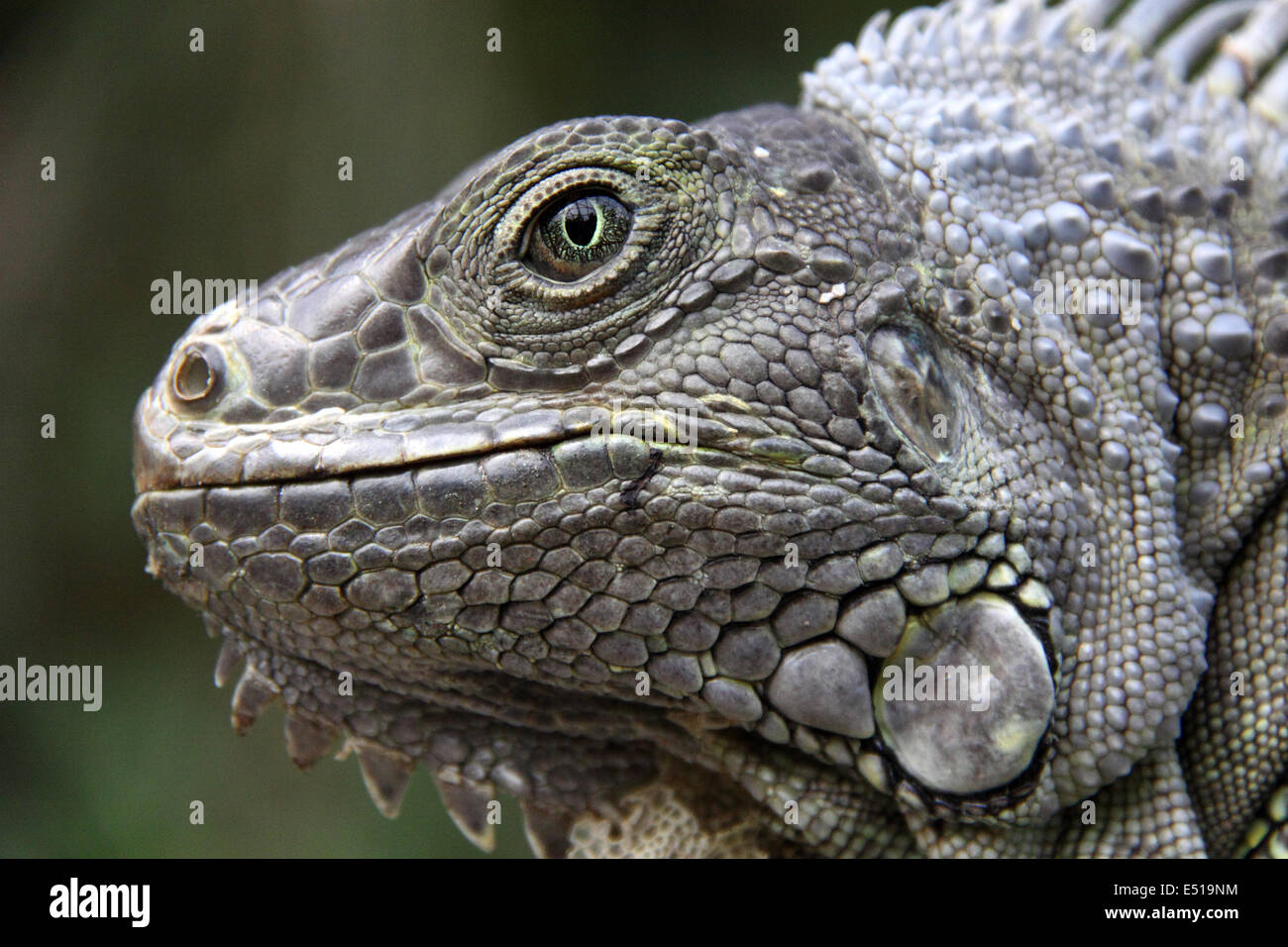 Head of a gecko Stock Photo - Alamy