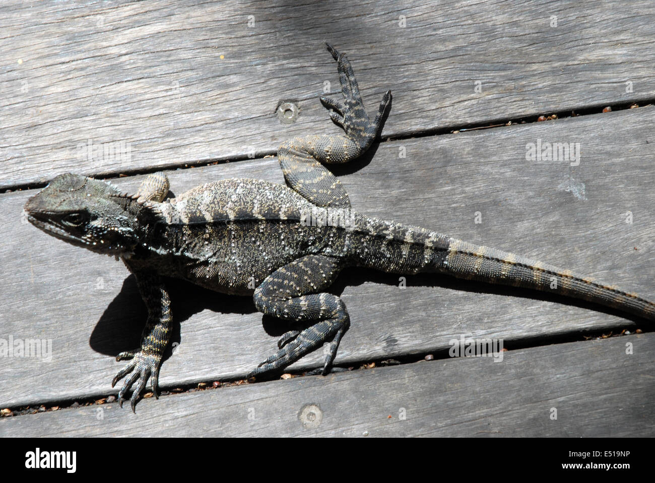 Water dragon (lizard) in Gold Coast hinterland, Queensland, Australia ...