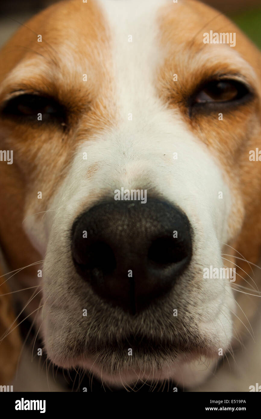 Beagle Face Close-up Stock Photo - Alamy
