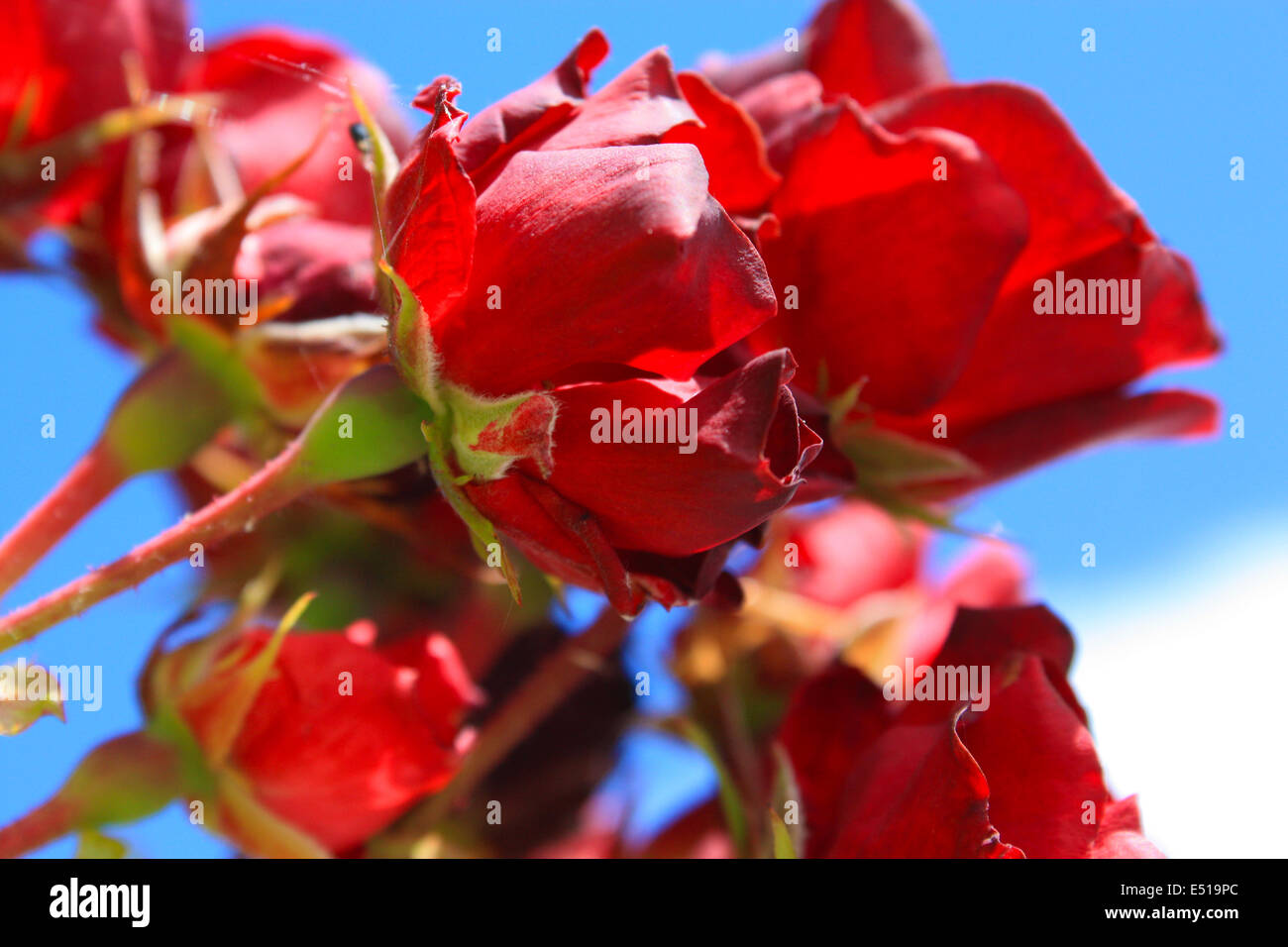 Wild Red Roses Closeup With Sky Background Stock Photo - Alamy