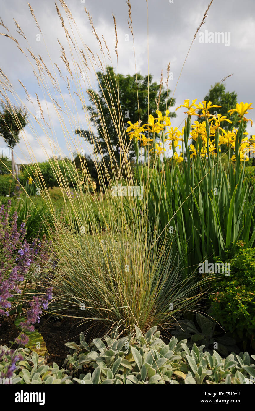 Avena sempervirens hi-res stock photography and images - Alamy
