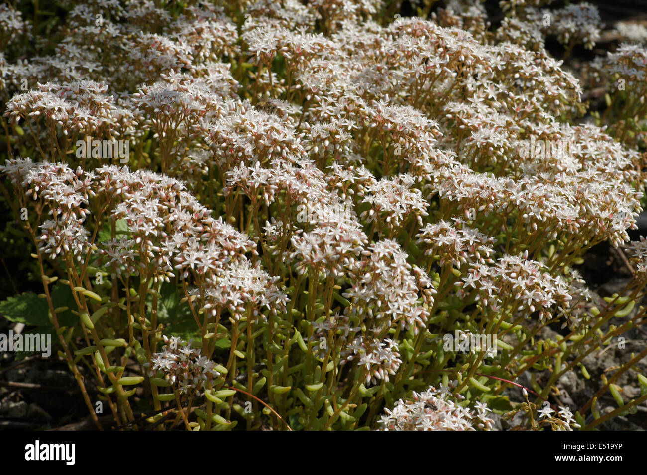 Weisser mauerpfe hi-res stock photography and images - Alamy
